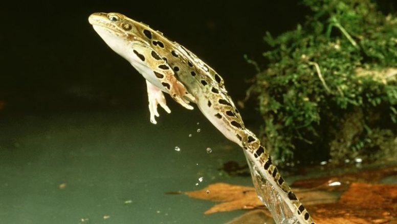 Sapo Pulando Na Agua Um Sapo Pulando Na Lagoa Fotomural • Fotomurais